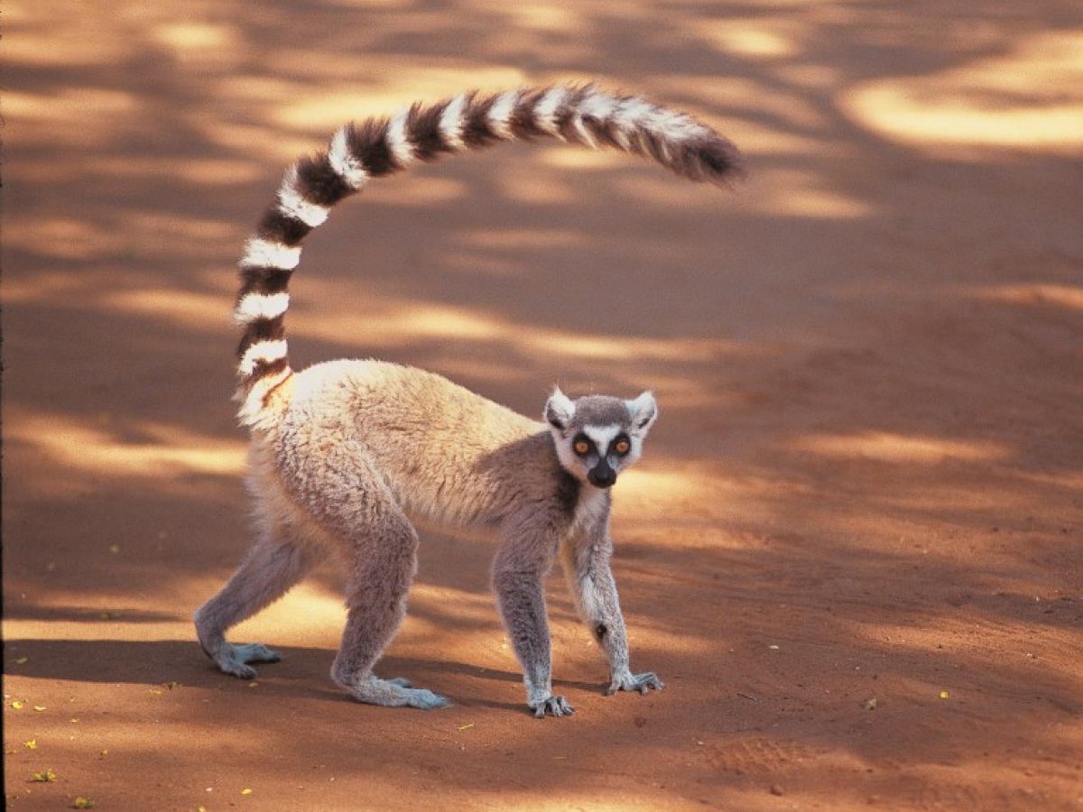 La capture, la détention, le commerce et la consommation de lémuriens ...