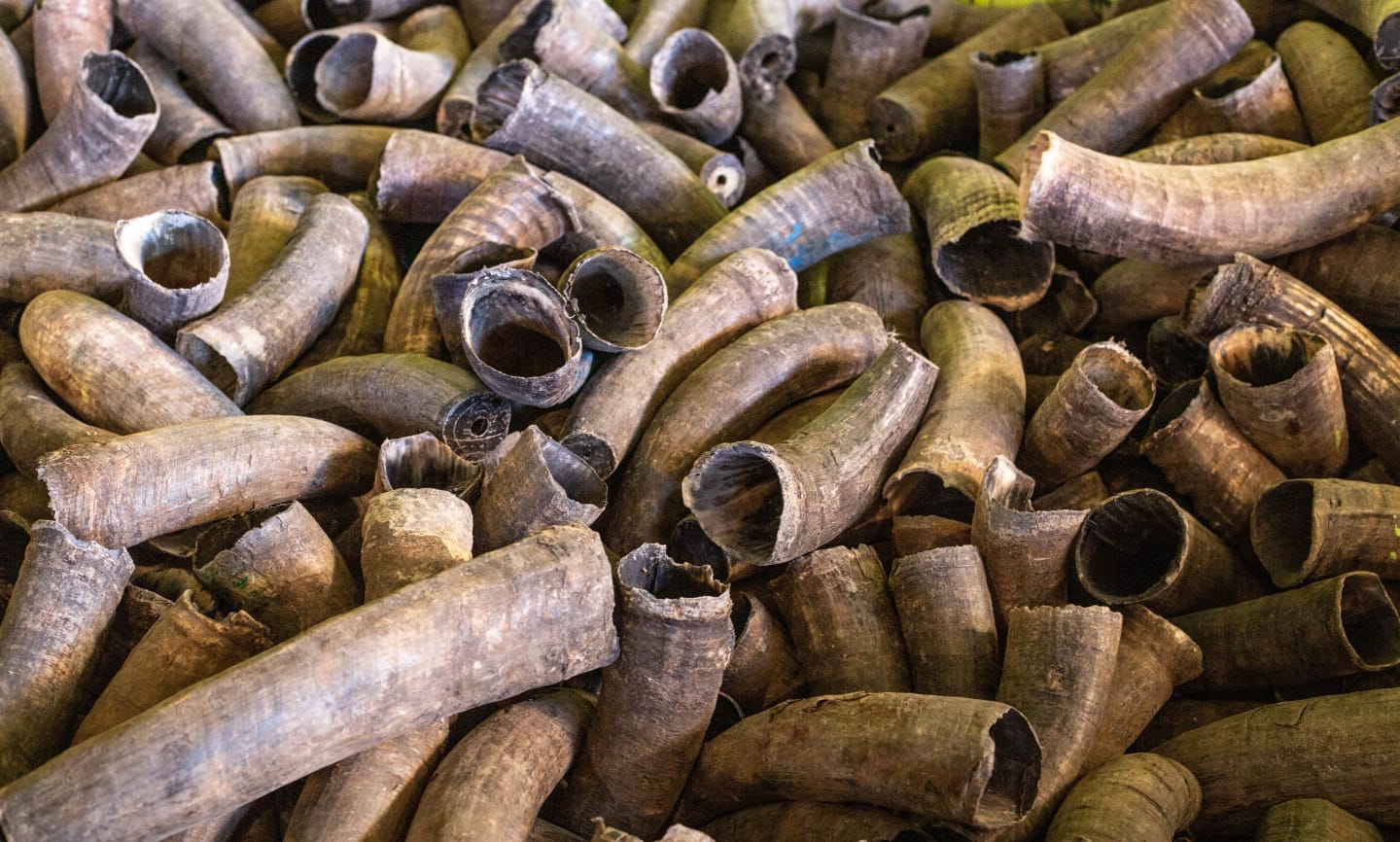 Ouverture de la première centrale d’achat de cornes de zébu à ...